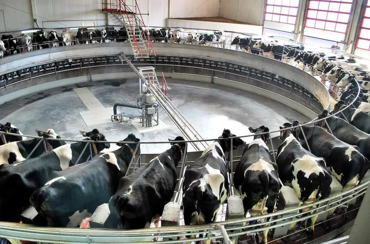 Wydajność ocenianych krów mlecznych w Polsce i Niemczech – dystans ...