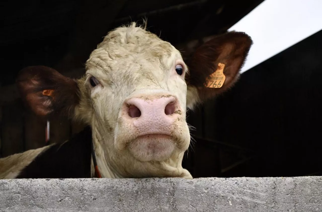 Jak inseminować swoje krowy samodzielnie i z sukcesem?